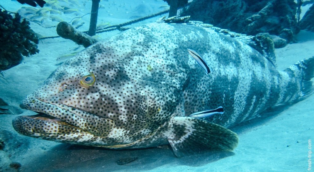 Potato grouper (Epinephelus tukula), Red Sea ⋆ Фотографии ⋆ Путешествия ...